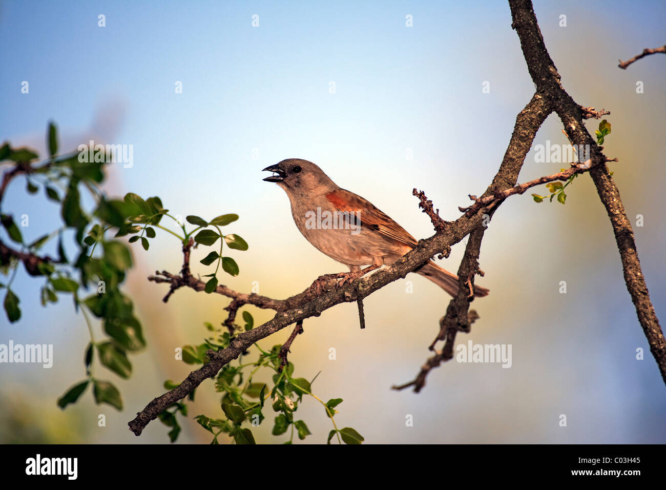 Grey-Headed Sparrow (Passer griseus), adult on tree, Kruger National ...