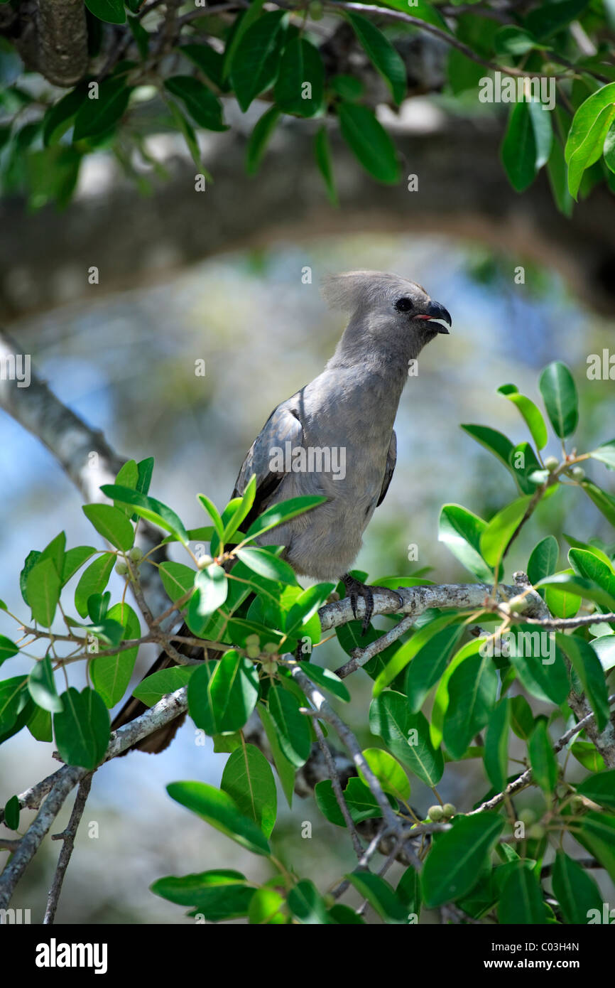 Grey Lourie (Corythaixoides concolor), Kruger National Park, South ...