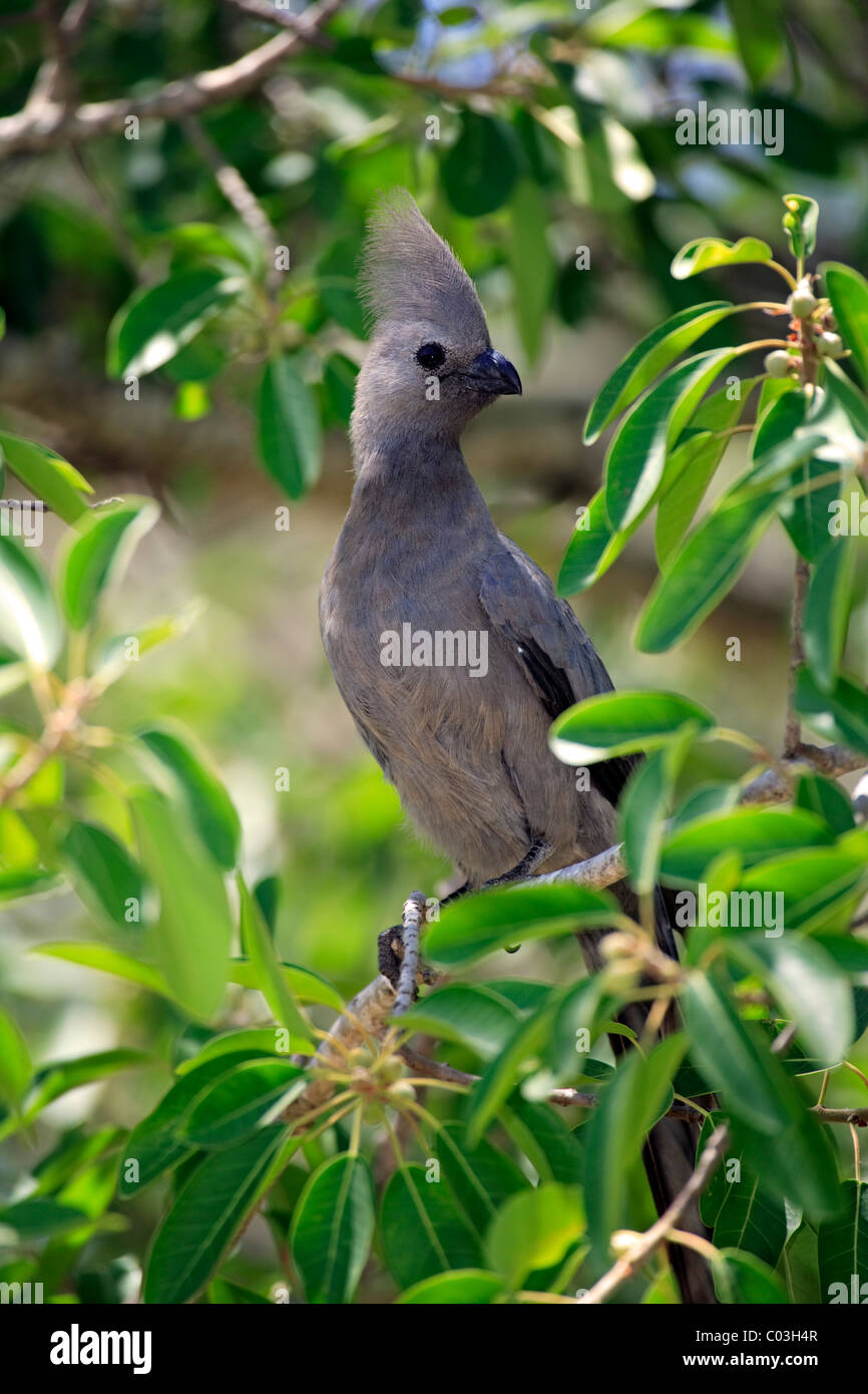 Grey Lourie (Corythaixoides concolor), adult on tree, Kruger National ...