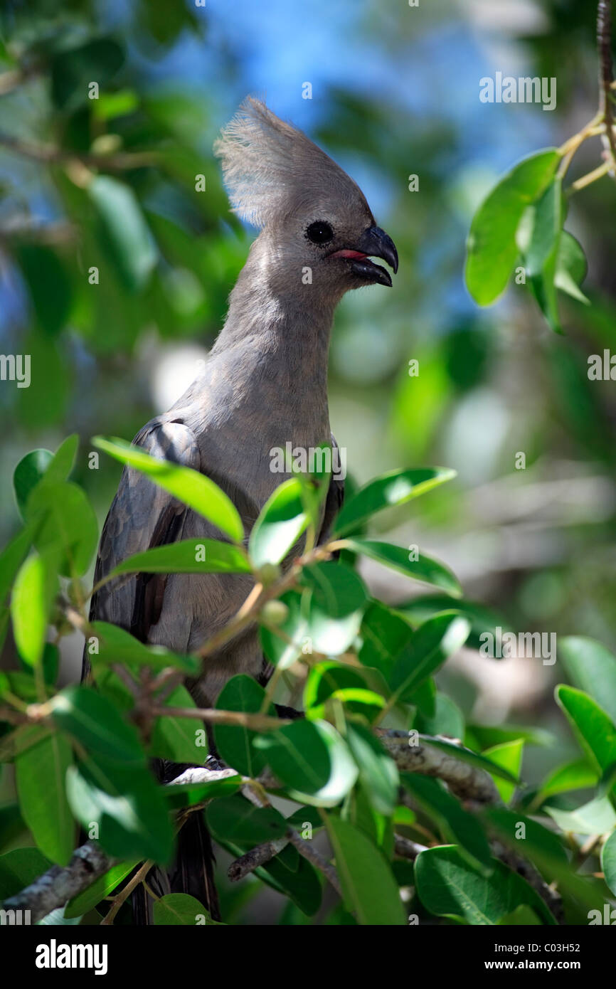 Grey Lourie (Corythaixoides concolor), adult on tree, Kruger National ...