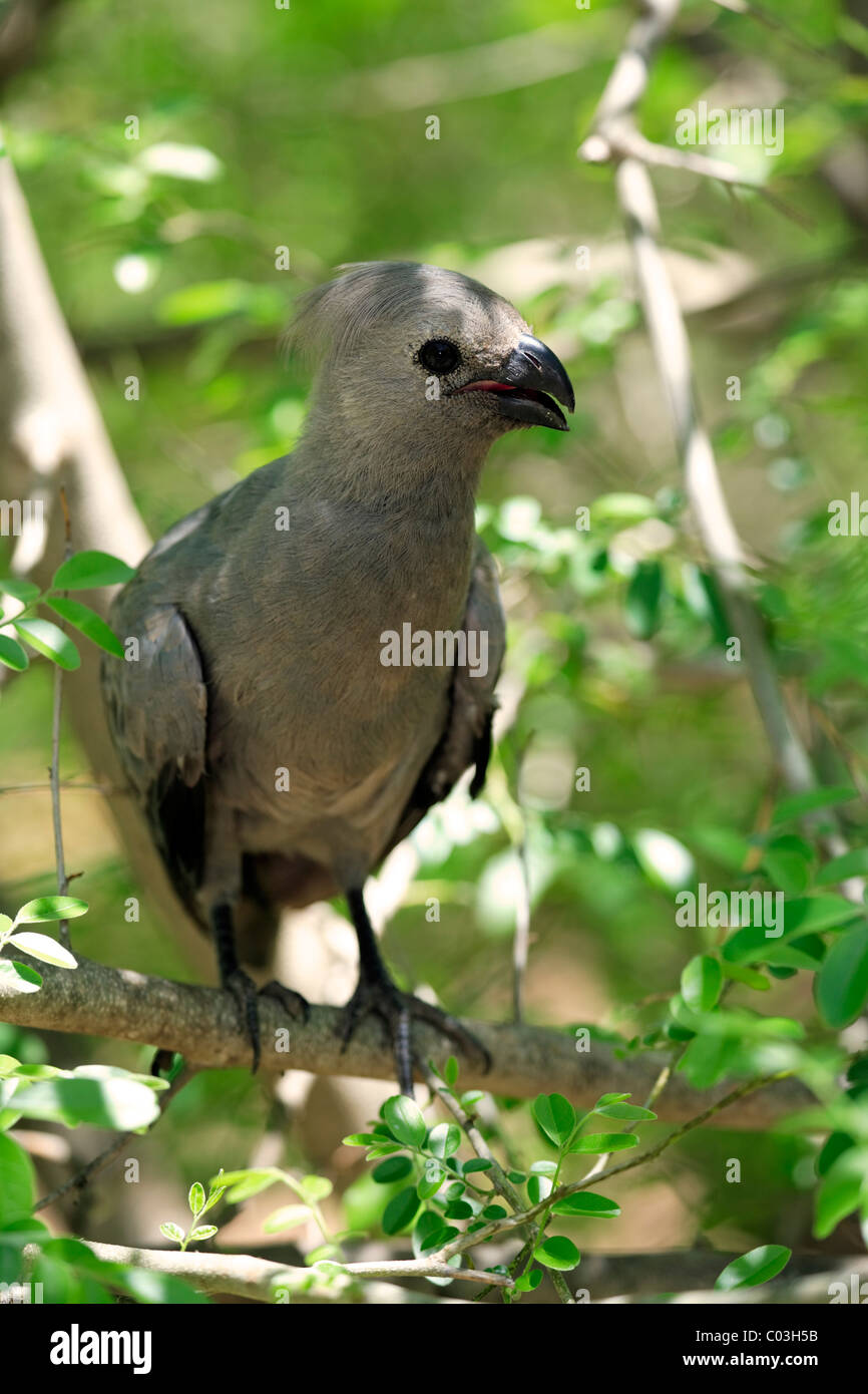 Grey Lourie (Corythaixoides concolor), adult on tree, Kruger National ...