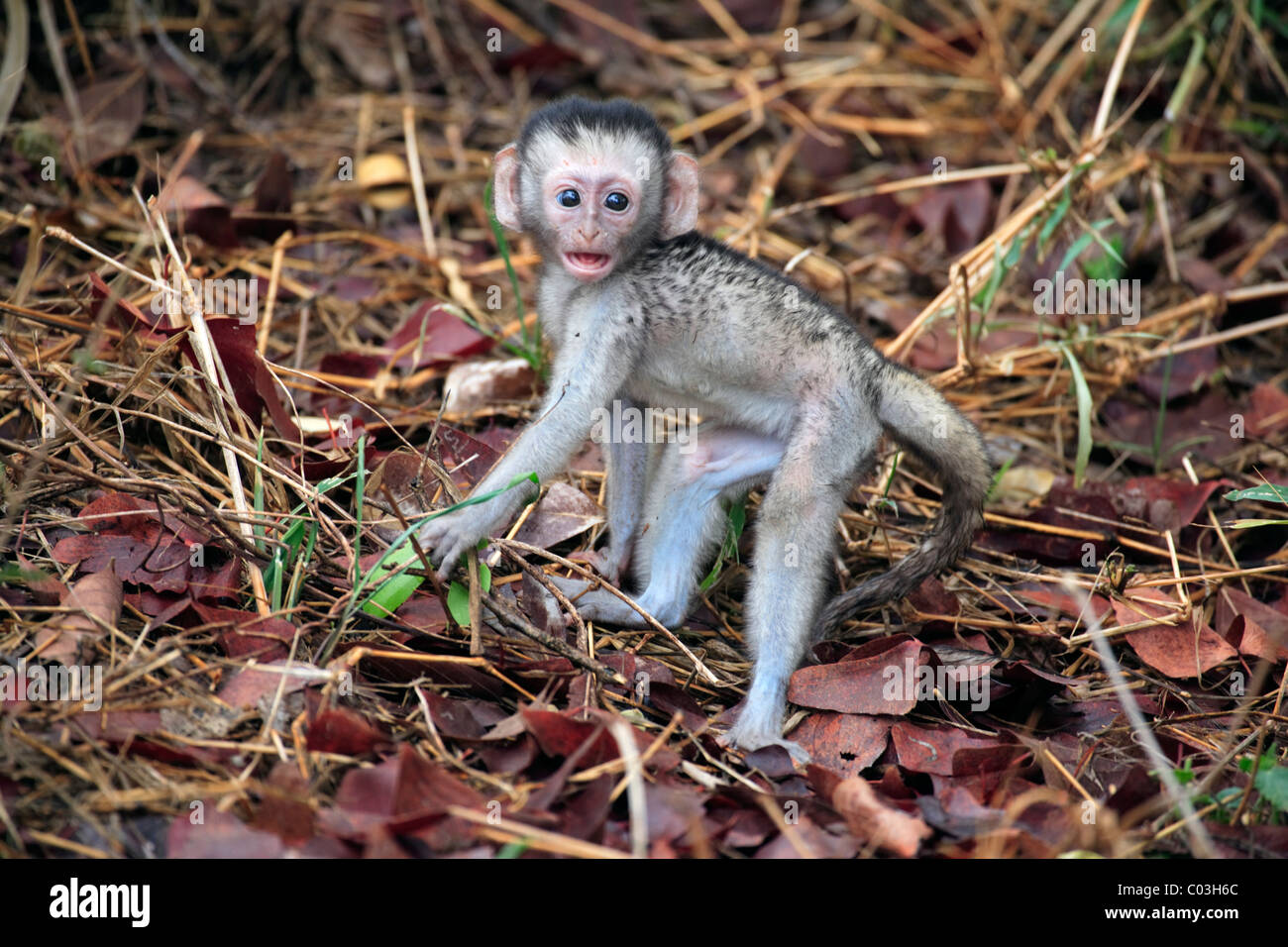 Vervet Monkey, Grivet Monkey (Cercopithecus aethiops), young, Kruger ...
