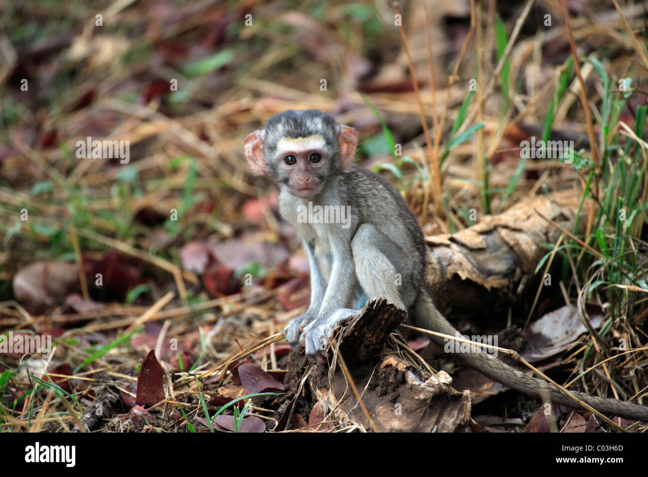Grivet monkey hi-res stock photography and images - Alamy
