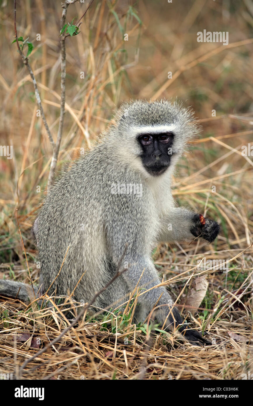 Vervet Monkey, Grivet Monkey (Cercopithecus aethiops), female adult ...