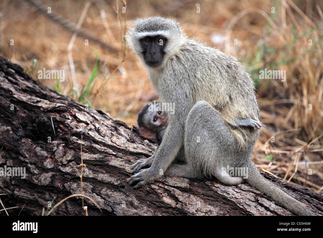 Vervet Monkey, Grivet Monkey (Cercopithecus aethiops), female adult ...