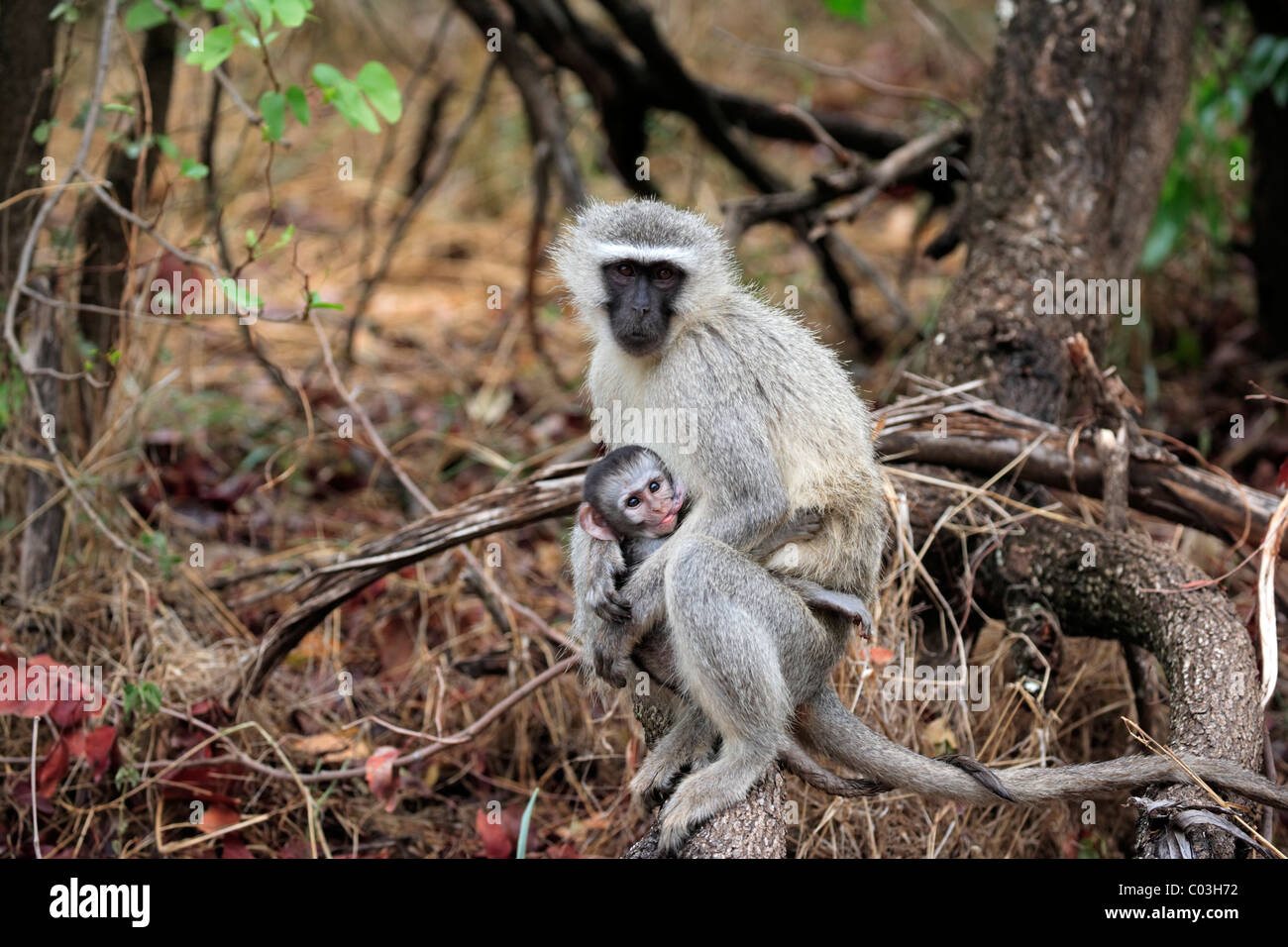 Vervet Monkey, Grivet Monkey (Cercopithecus aethiops), female adult ...