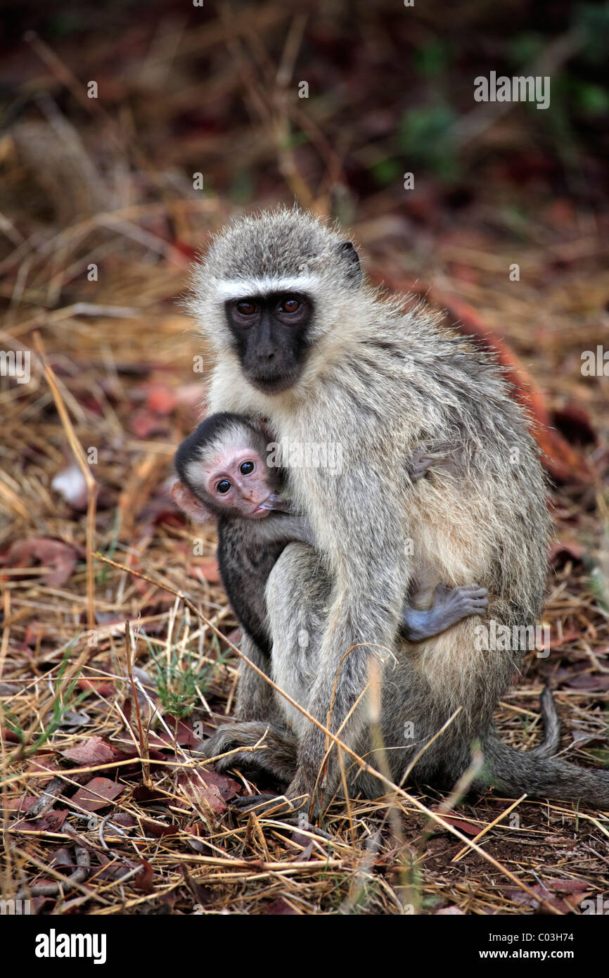 Vervet Monkey, Grivet Monkey (Cercopithecus aethiops), female adult ...