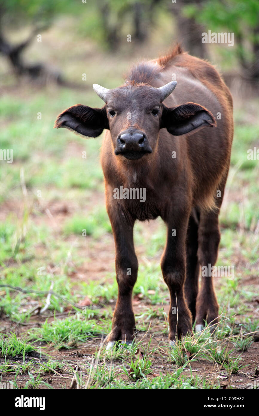 Young buffalo hi-res stock photography and images - Alamy