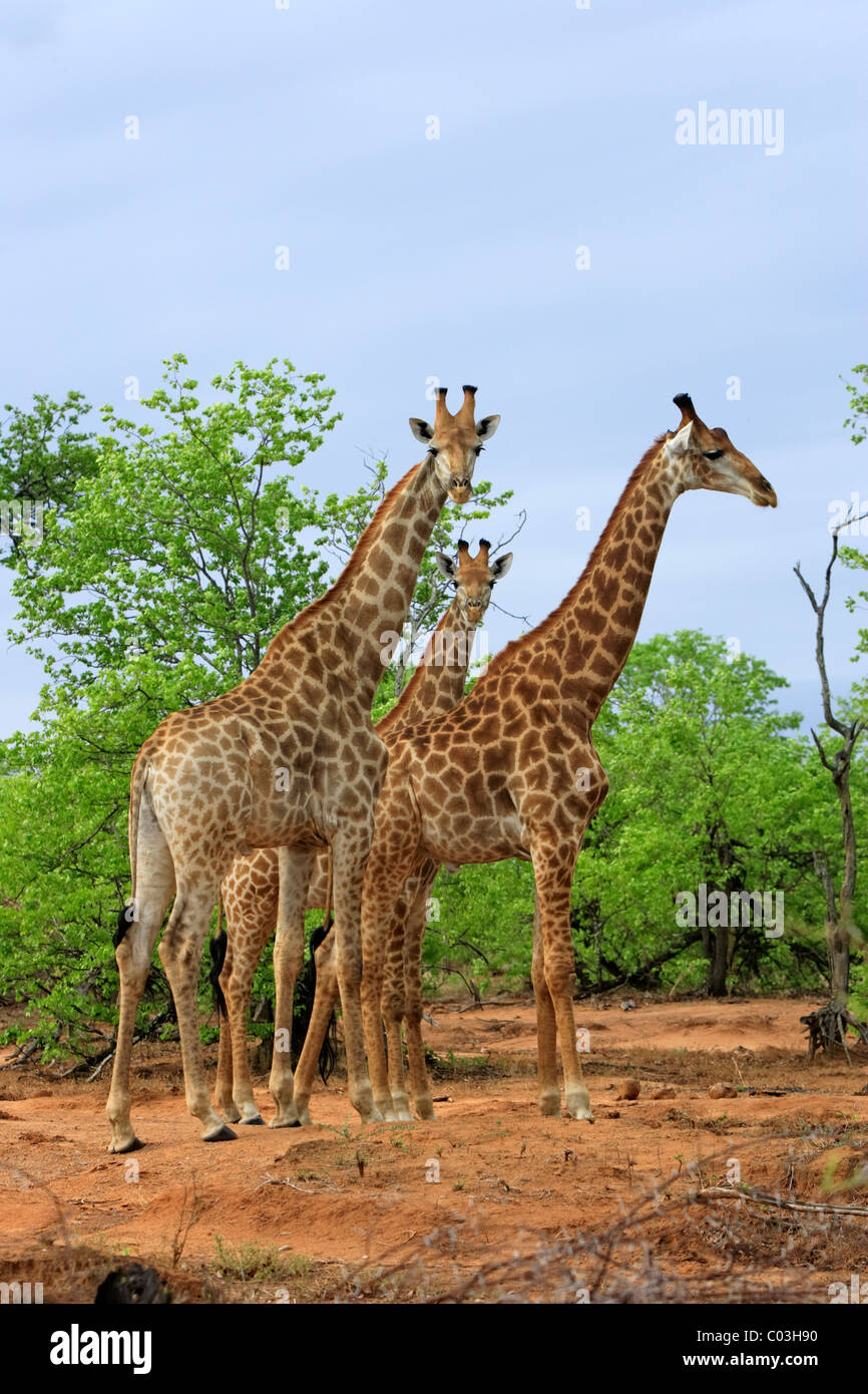 Cape Giraffe (Giraffa camelopardalis giraffa), three male adult, Kruger ...