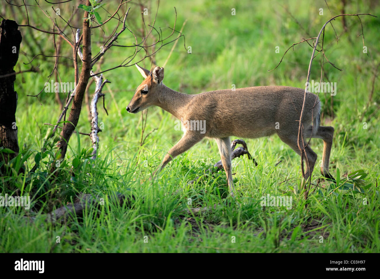 Common Duiker (Sylvicapra grimmia), young male, Kruger National Park ...