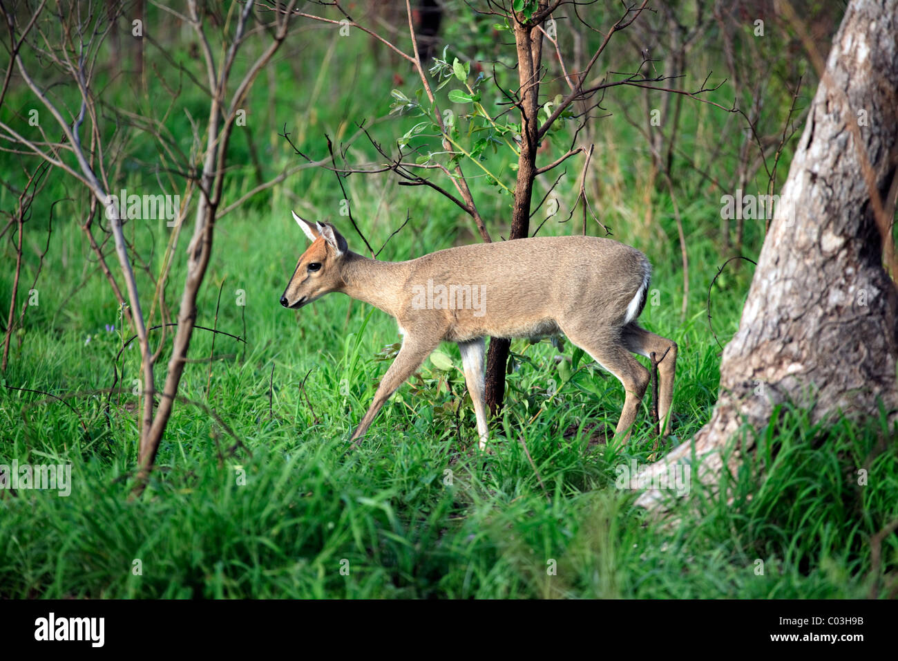 Common Duiker (Sylvicapra grimmia), young male, Kruger National Park ...