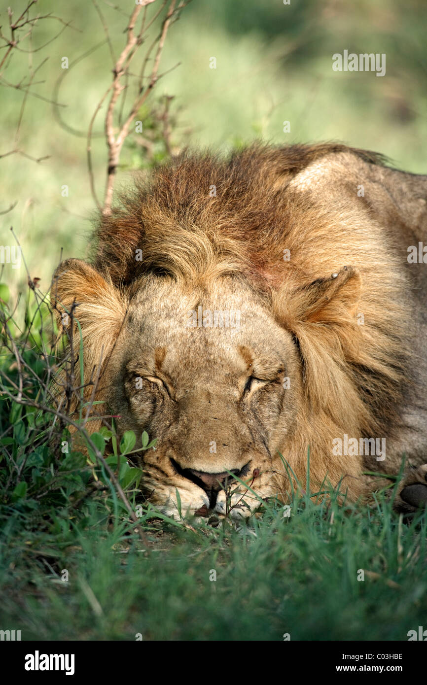Sleeping male lion hi-res stock photography and images - Alamy