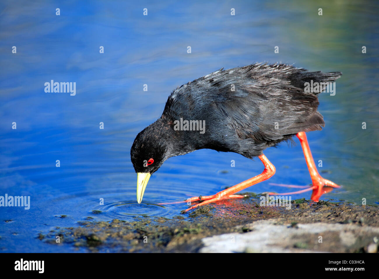 Black crake amaurornis flavirostris hi-res stock photography and images ...