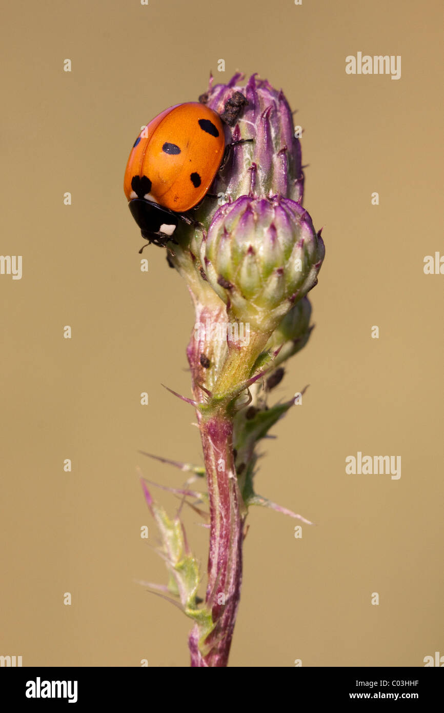 Seven-spot ladybird, seven-spotted ladybug (Coccinella septempunctata ...