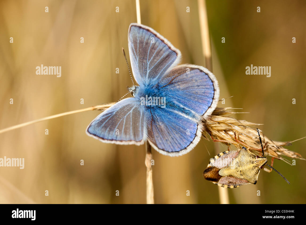 Common blue (Polyommatus icarus), male with opened wings and a bug ...