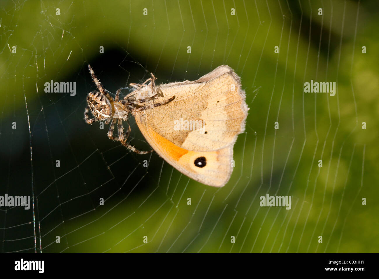 European garden spider, cross spider (Araneus diadematus) with prey, a ...