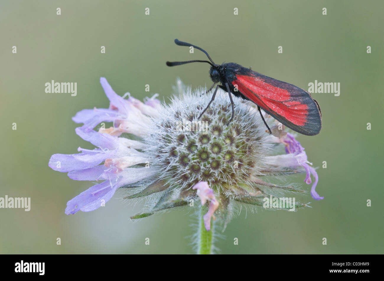 Purple Burnet moth (Mesembrynus purpuralis Stock Photo - Alamy