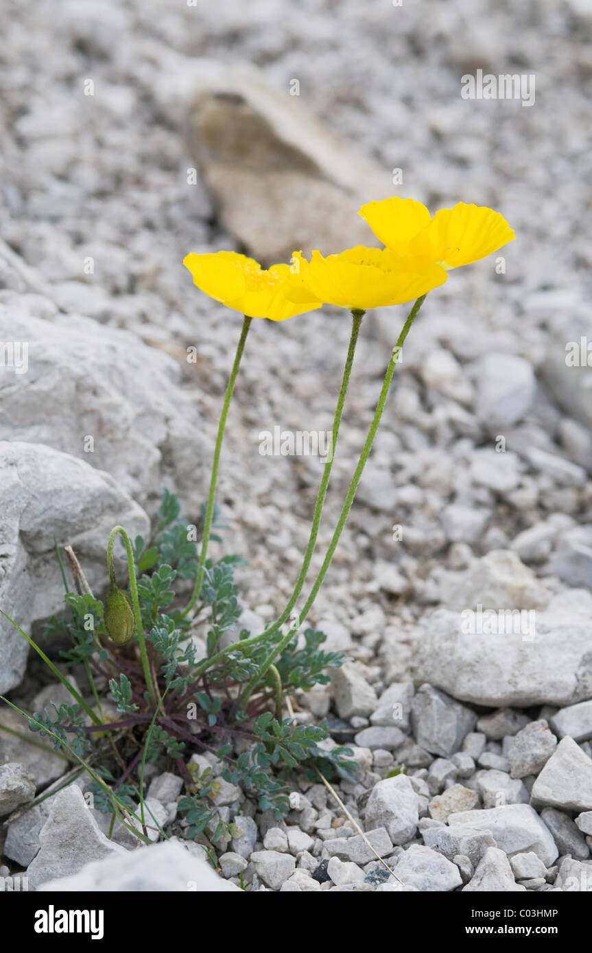 Alpine Poppy (Papaver rhaeticum Stock Photo - Alamy