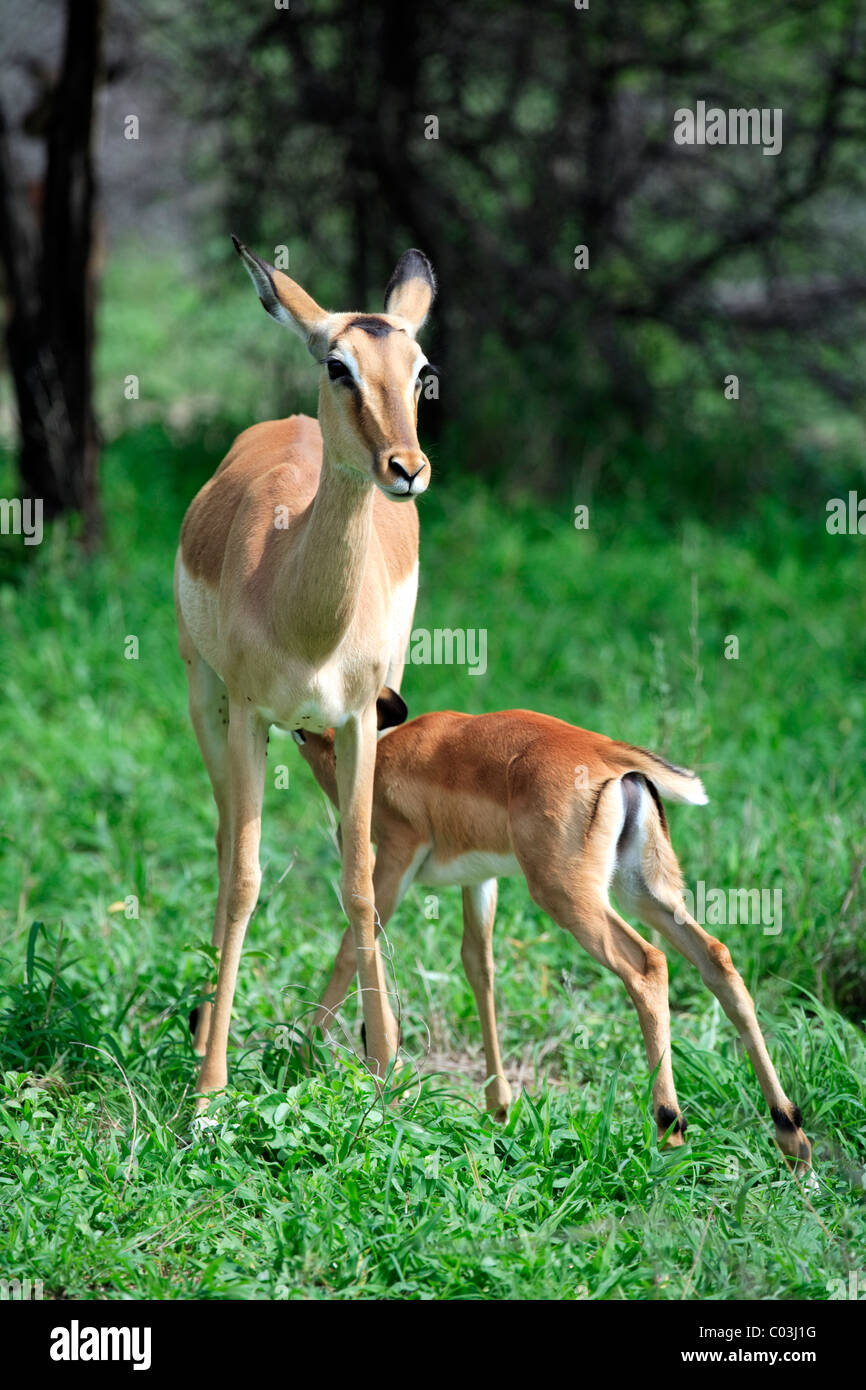 Impala (Aepyceros melampus), adult female with young, suckling, Kruger ...