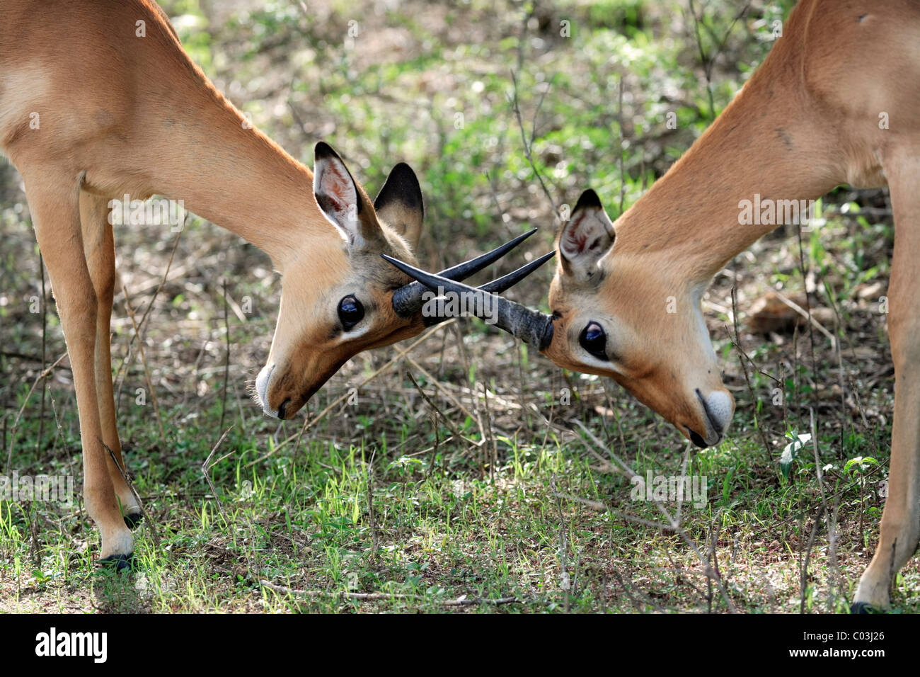 Impala (Aepyceros melampus), male, subadult, fighting, Kruger National ...