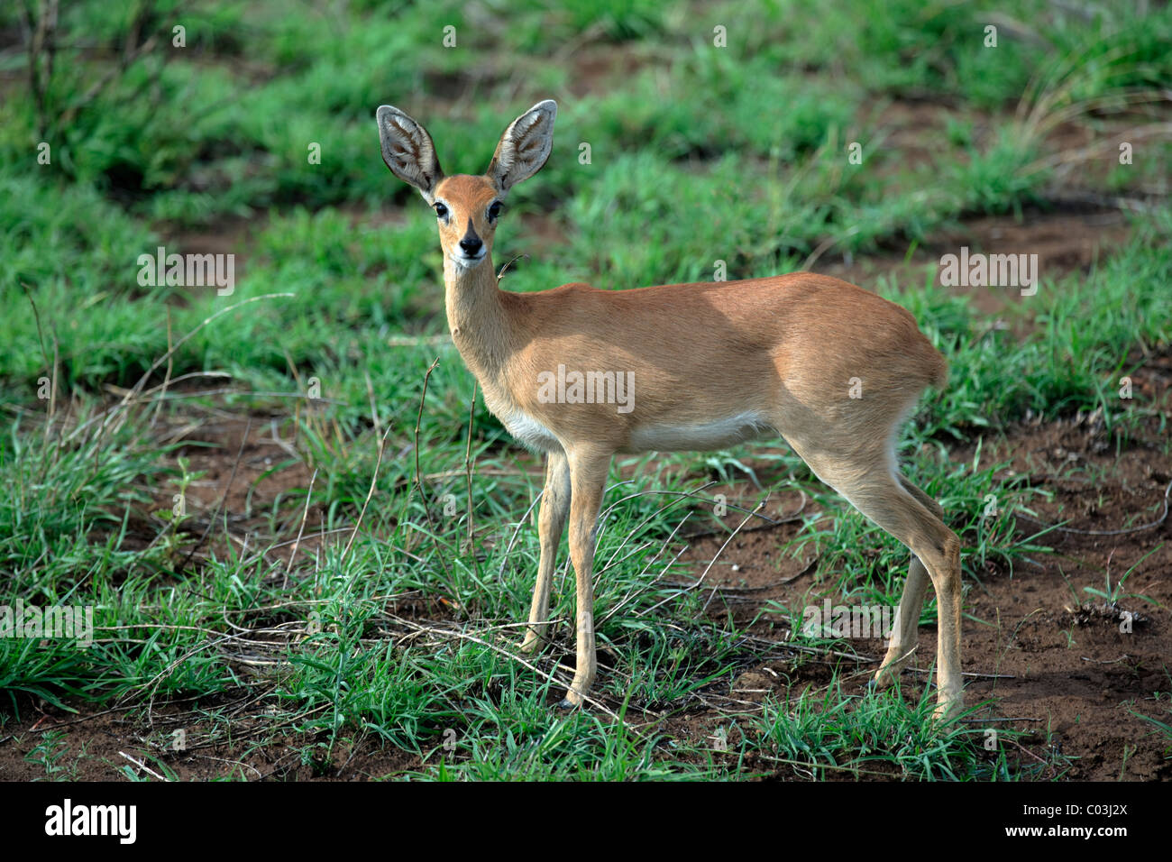 Steenbok (Raphicerus campestris), female adult, Sabisabi Private Game ...