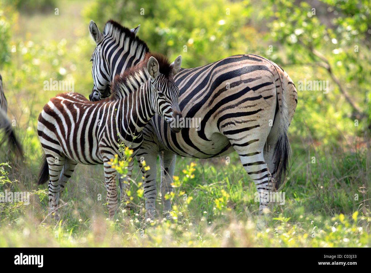 Plains Zebra, Burchell's Zebra (Equus quagga), female adult with young ...