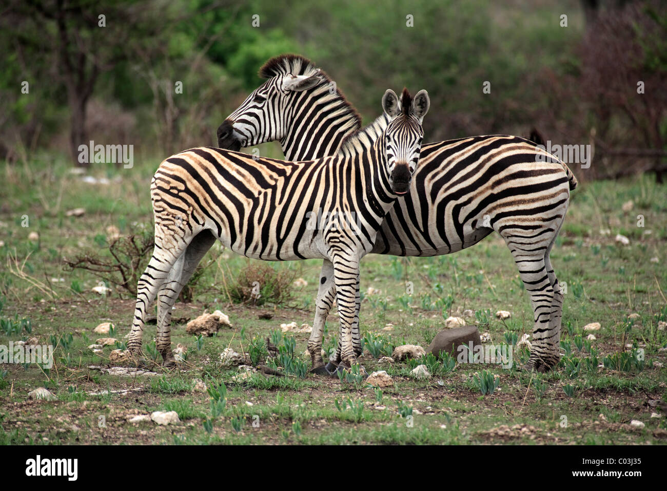 Plains Zebra, Burchell's Zebra (Equus quagga), female adult with young ...