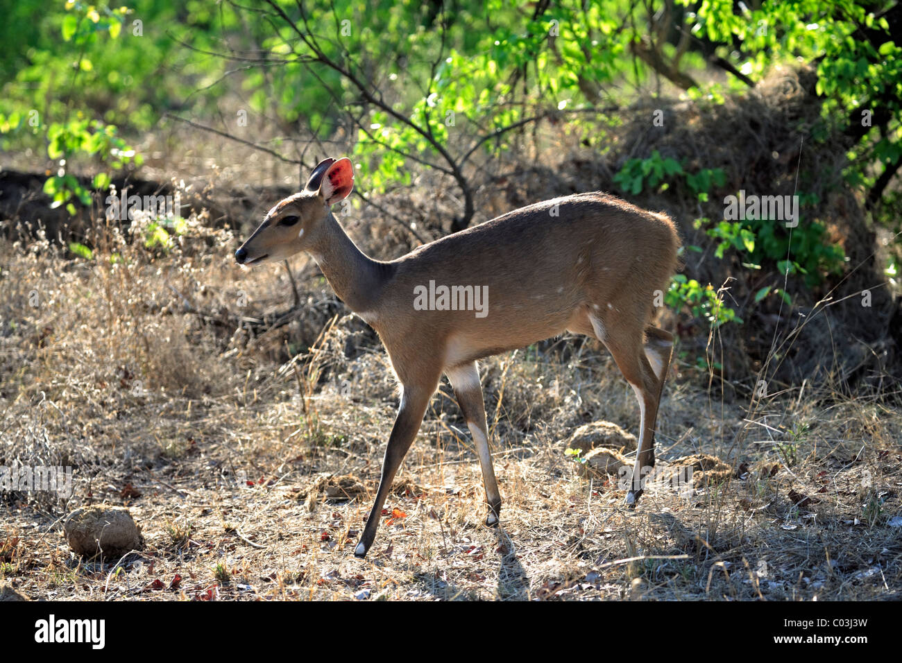 Bushbuck (Tragelaphus scriptus sylvaticus), female animal, Kruger ...