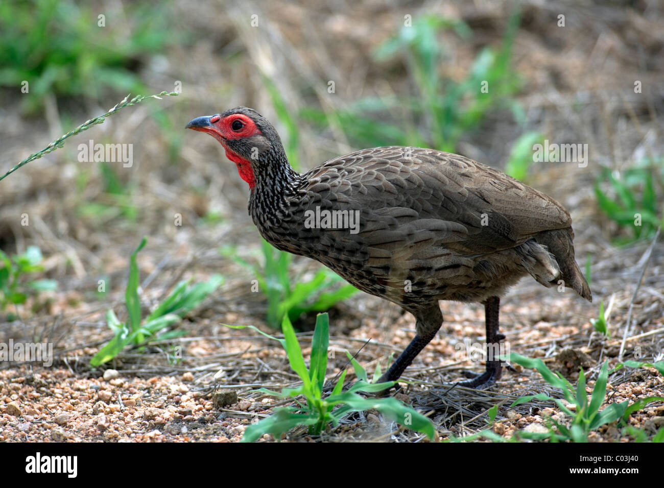 Francolin hi-res stock photography and images - Alamy