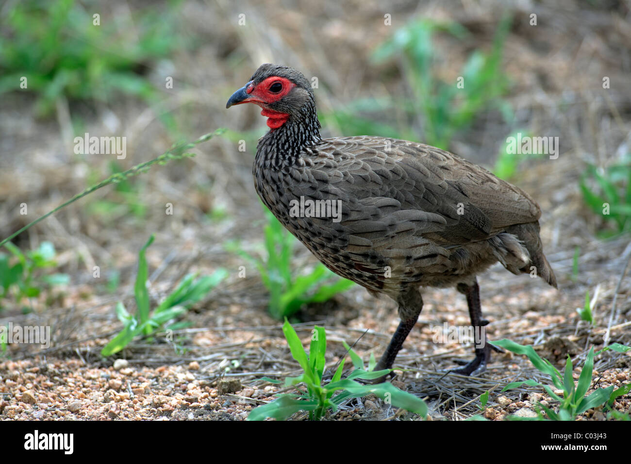 Swainson`s Francolin (Francolinus swainsonii), adult, Kruger National ...