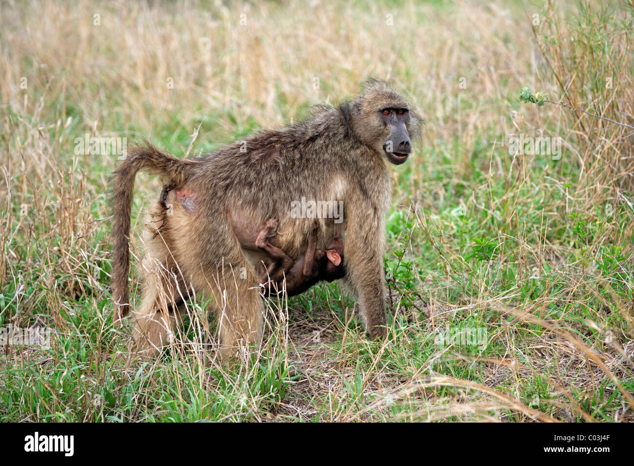 Chacma Baboon (Papio ursinus), adult, female with young hanging on her ...