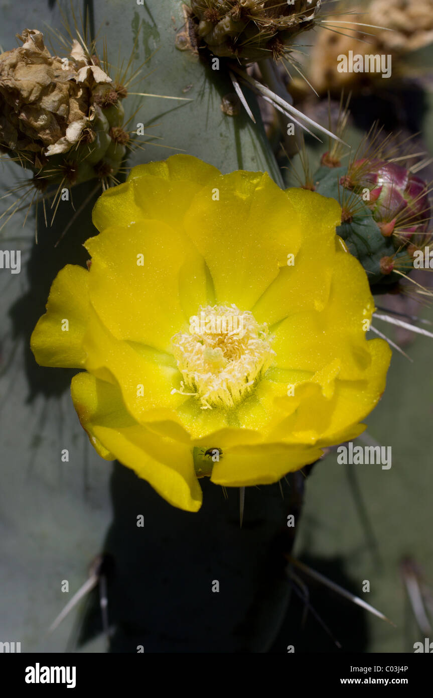 Opuntia robusta flower detail (Wheel Cactus or Camuesa Stock Photo - Alamy