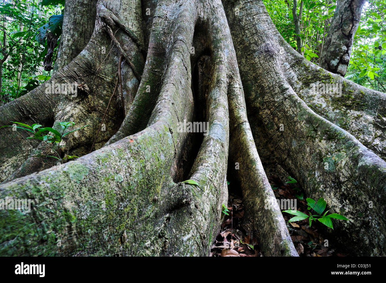 Ceiba tree, rainforest, Peten, Guatemala, Central America Stock Photo ...