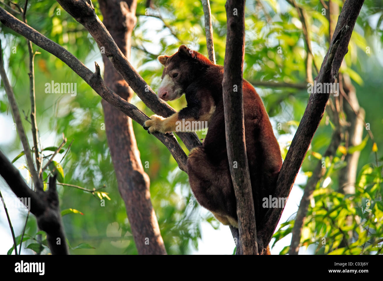 Goodfellow's Tree Kangaroo or Ornate Tree Kangaroo (Dendrolagus ...