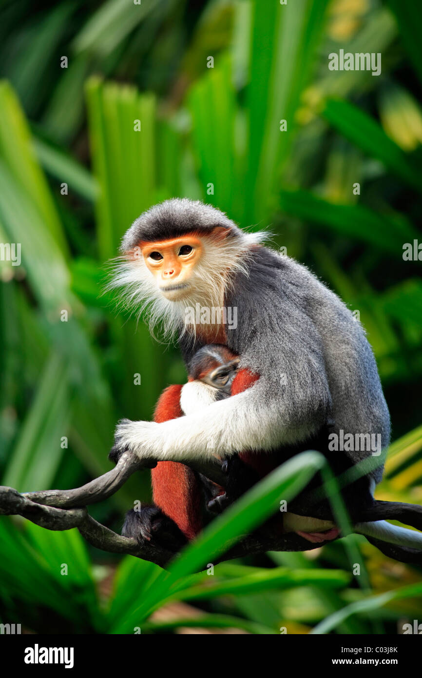 Red-shanked Douc (Pygathrix nemaeus), adult female with child in a tree ...