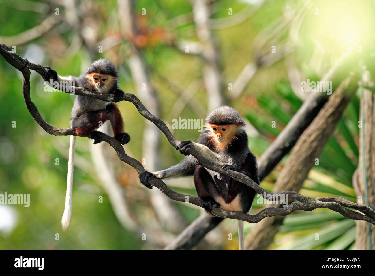 Red-shanked Douc (Pygathrix nemaeus), juveniles in a tree, Asia Stock ...