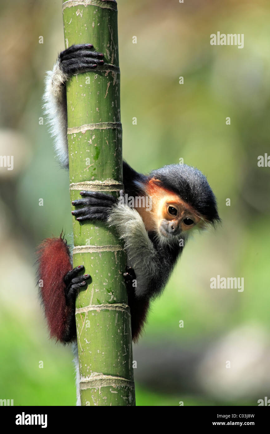 Red-shanked Douc (Pygathrix nemaeus), juvenile in a tree, Asia Stock ...