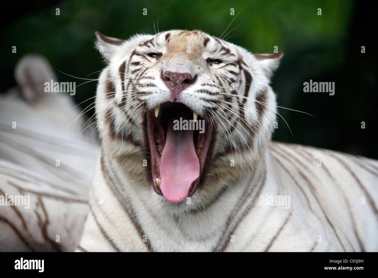 White Bengal Tiger (Panthera tigris tigris), portrait, adult yawning ...