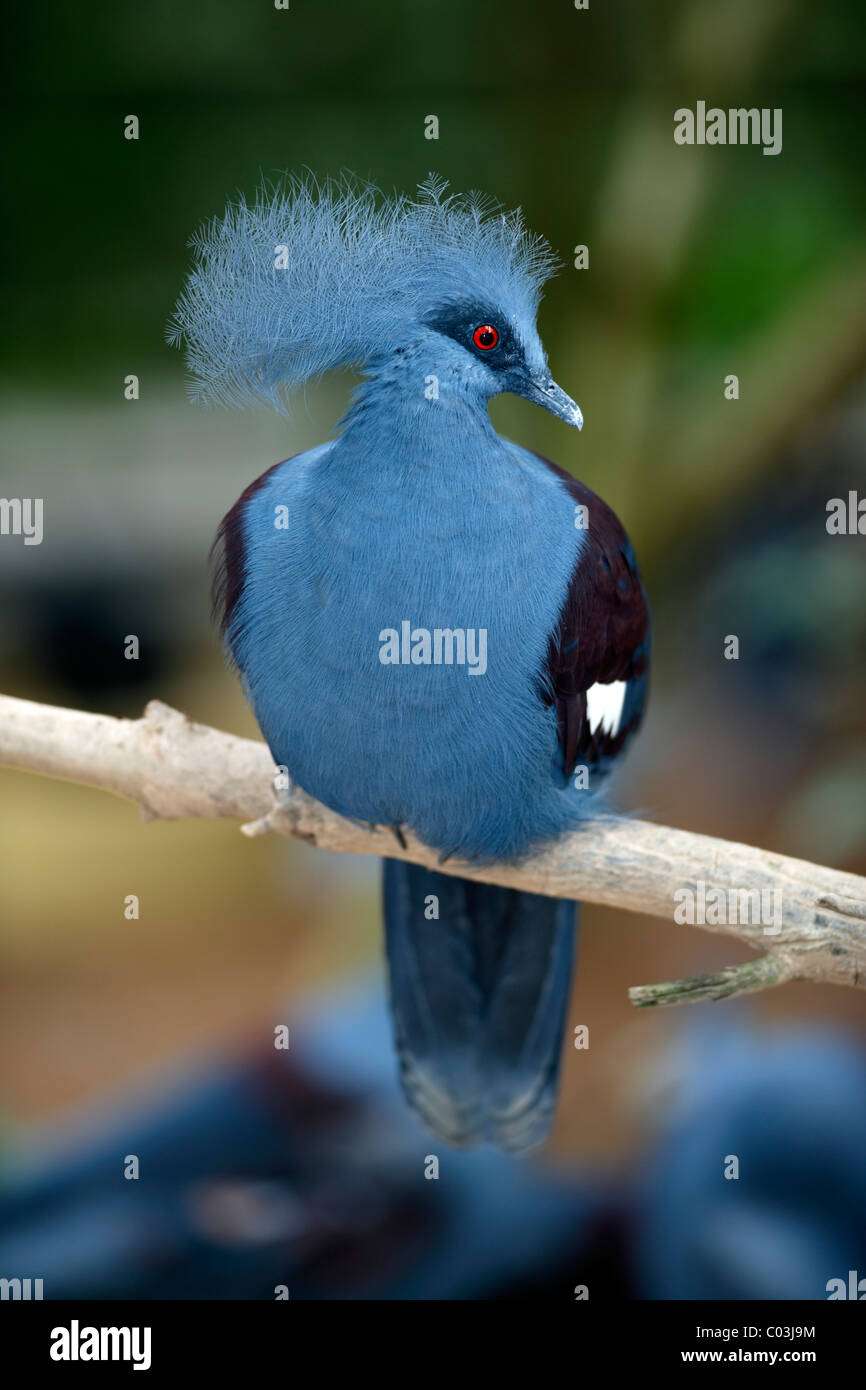 Goura cristata hi-res stock photography and images - Alamy