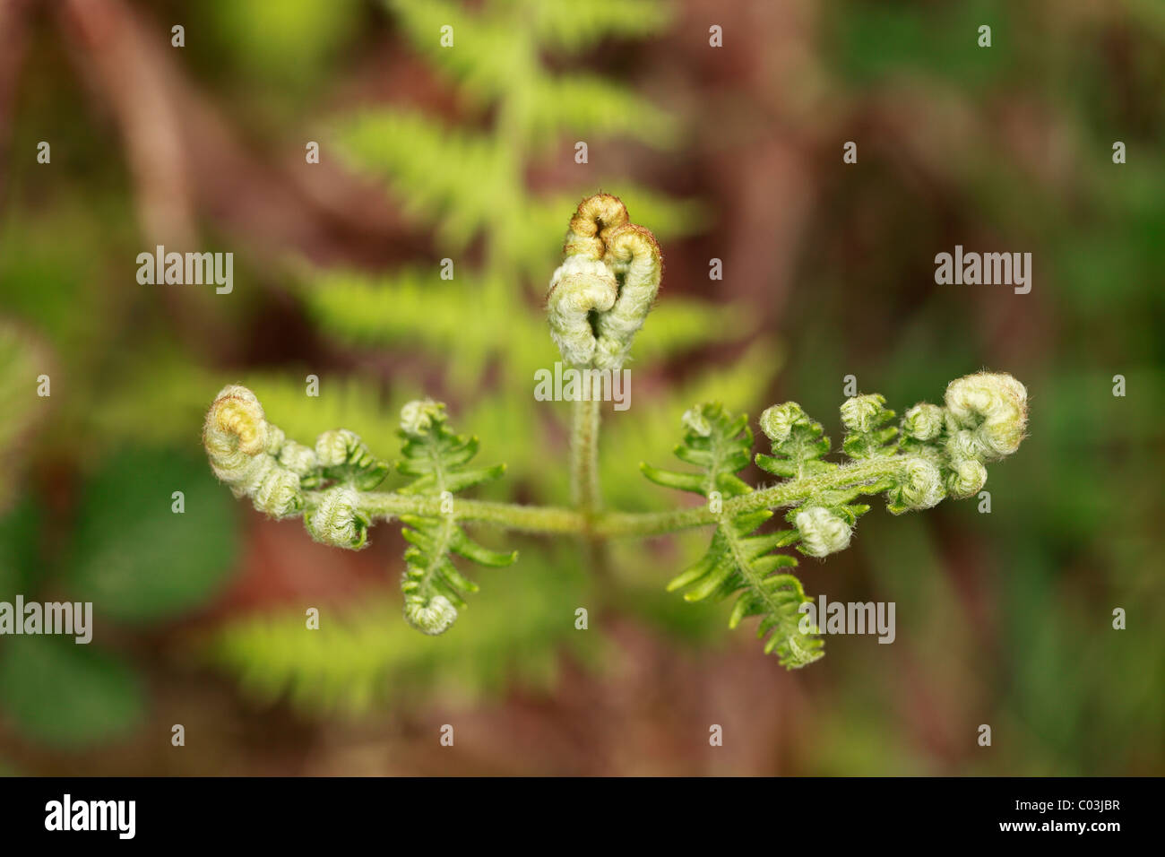 Sprouting fern, Burren, County Clare, Ireland, Europe Stock Photo - Alamy