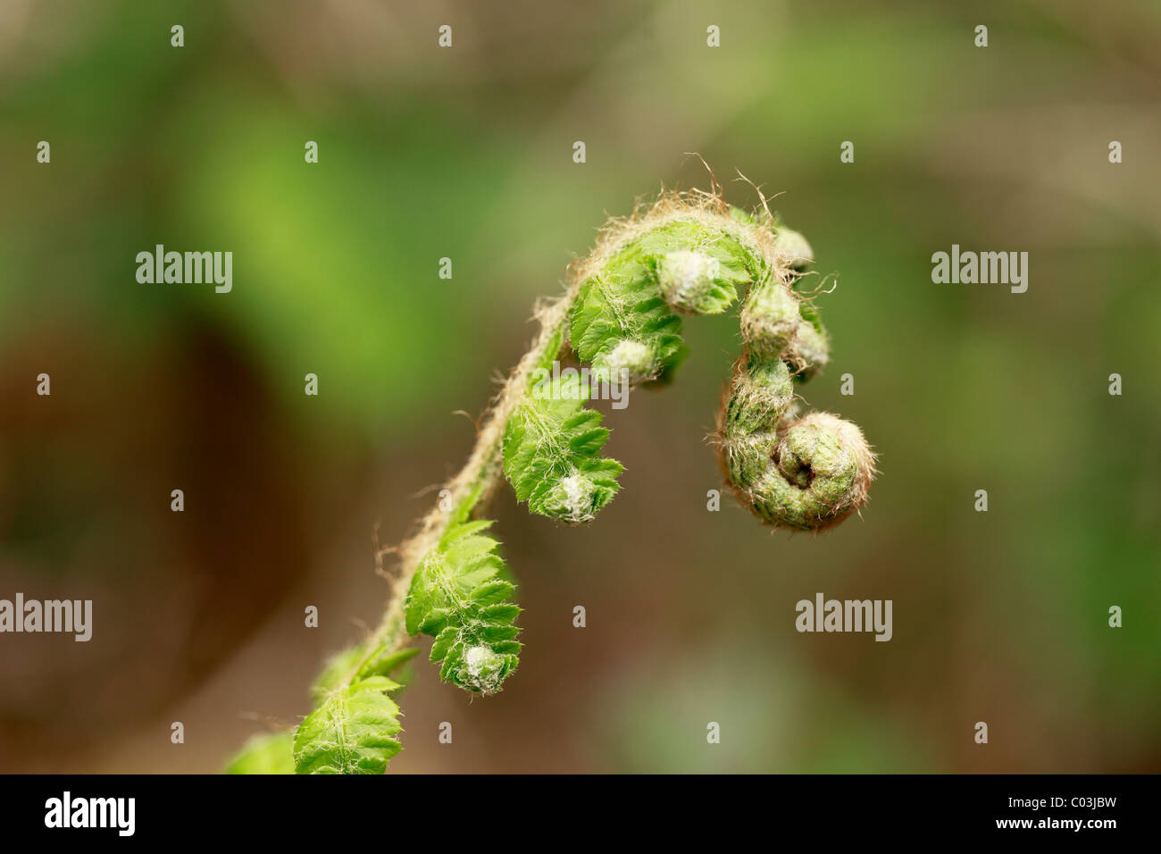 Sprouting fern, Burren, County Clare, Ireland, Europe Stock Photo - Alamy