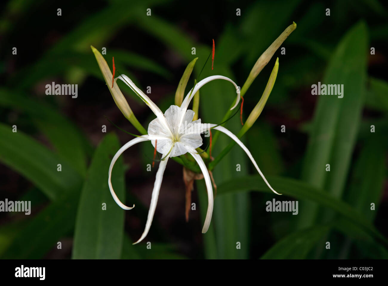 Spider Lily (Hymenocallis occidentalis), flower, North America Stock ...