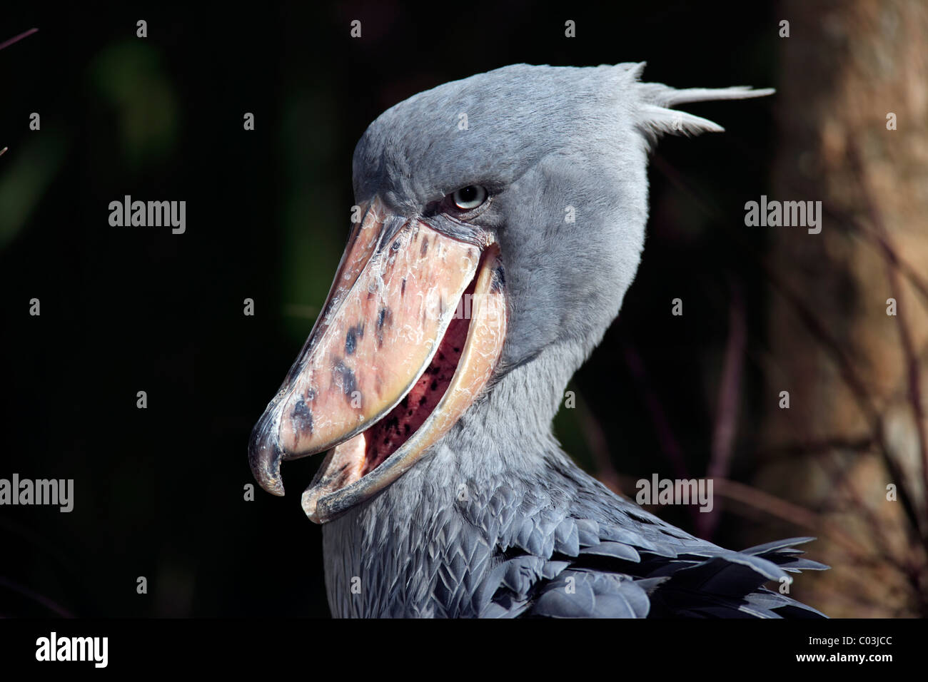 Shoebill (Balaeniceps rex), adult bird, portrait, Africa Stock Photo ...