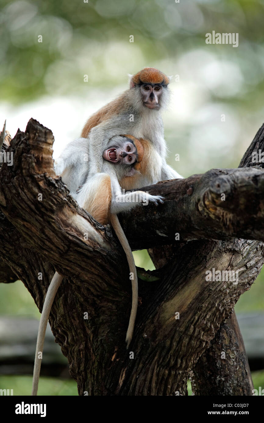Patas Monkey (Erythrocebus patas), two juveniles in a tree, social ...