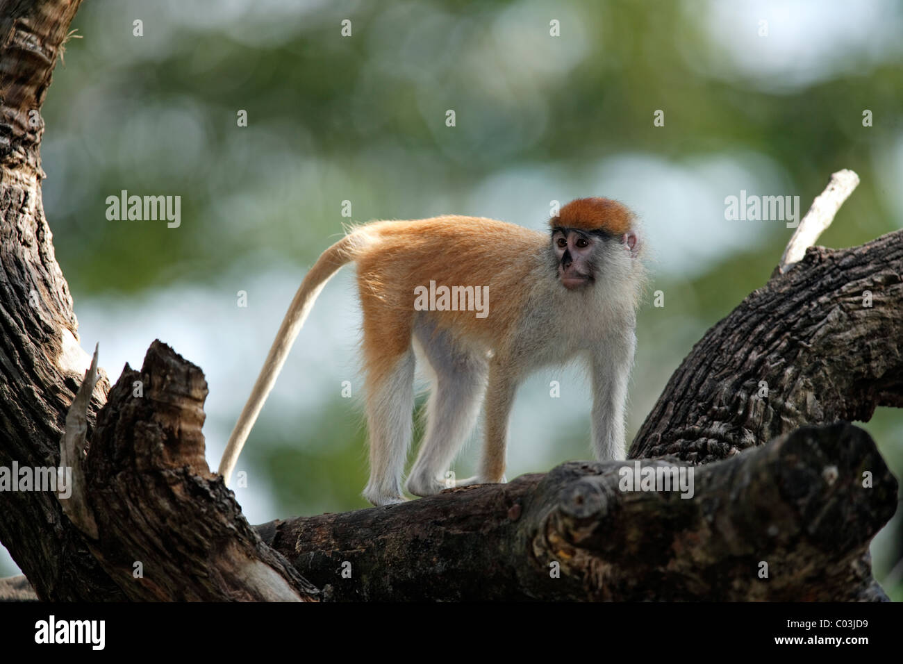 Patas Monkey (Erythrocebus patas), juvenile in a tree, The Gambia ...