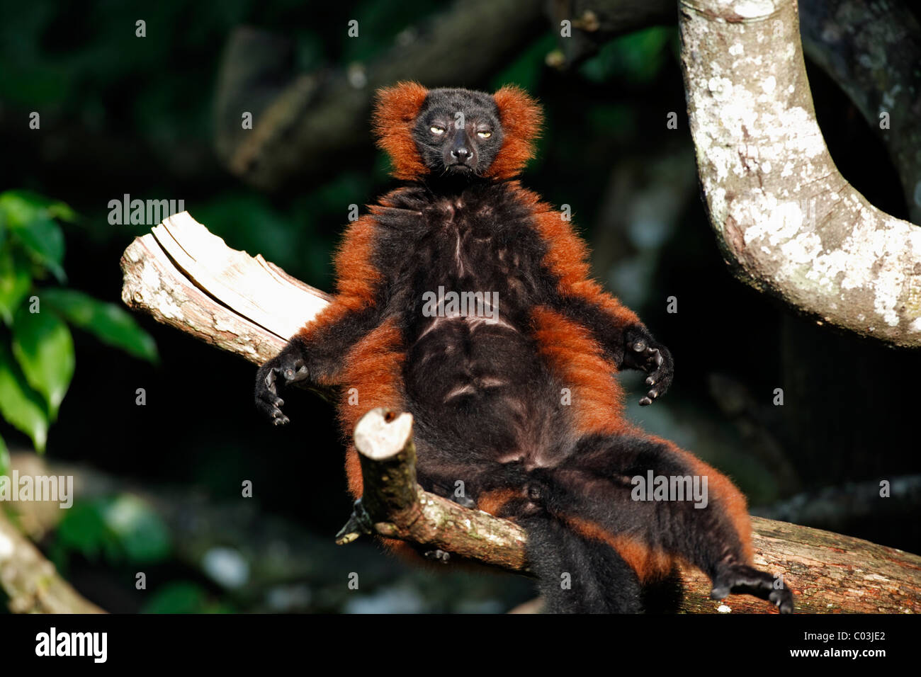 Red Ruffed Lemur (Varecia rubra), adult sunbathing in a tree ...