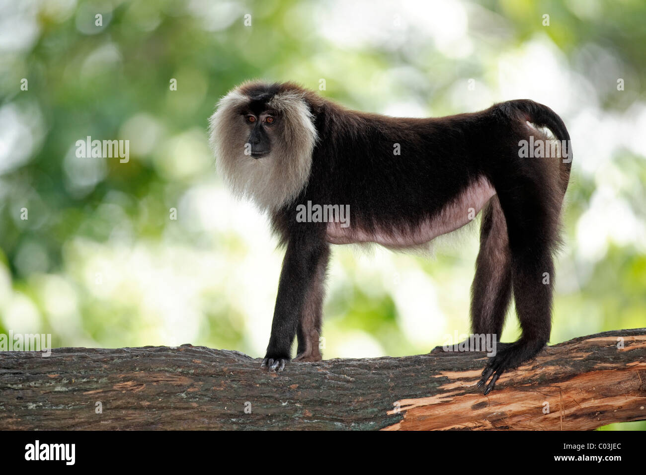 Lion-tailed Macaque (Macaca silenus), adult in a tree, India, Asia ...