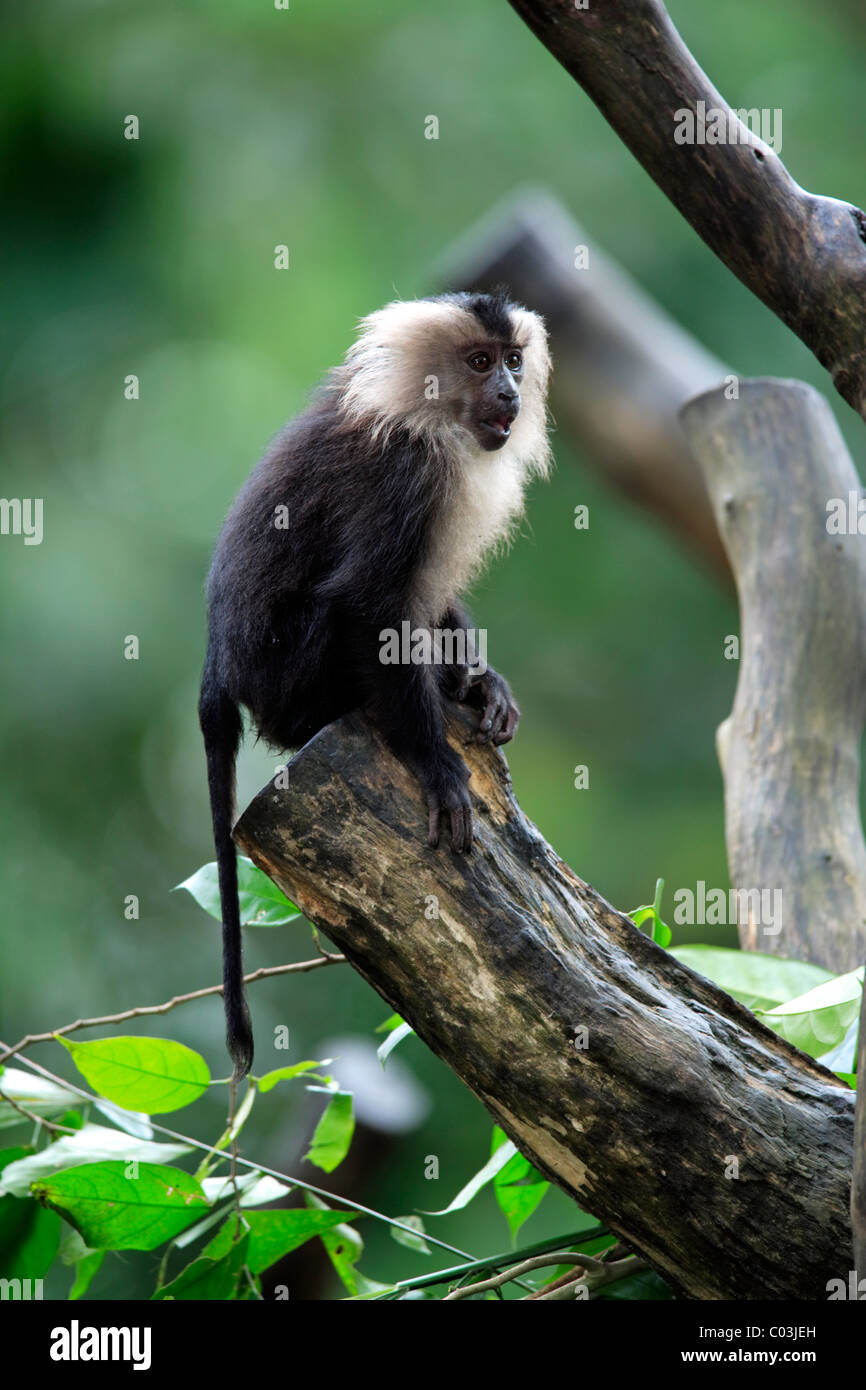 Lion-tailed Macaque (Macaca silenus), juvenile in a tree, India, Asia ...