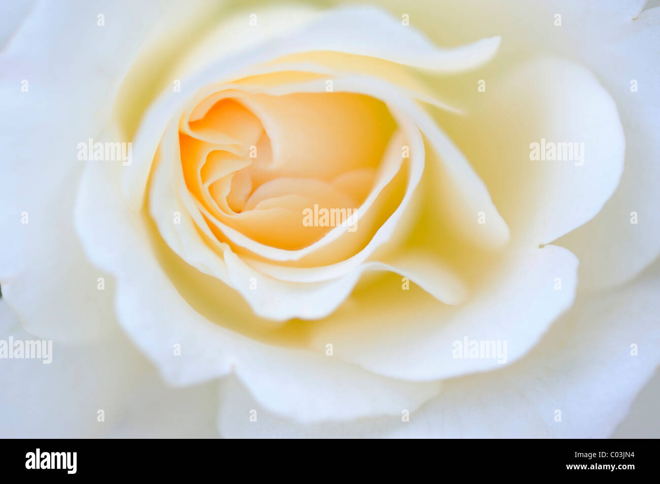 Detail, white Rose (Rosa Stock Photo - Alamy