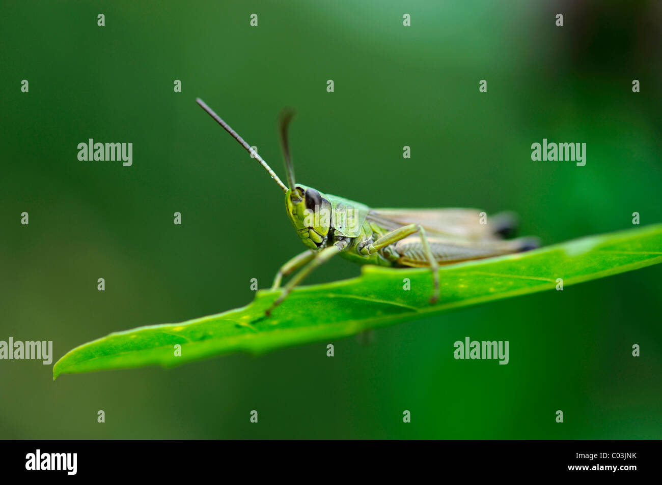Slant-faced Grasshopper (Gomphocerinae) on a blade of grass Stock Photo ...